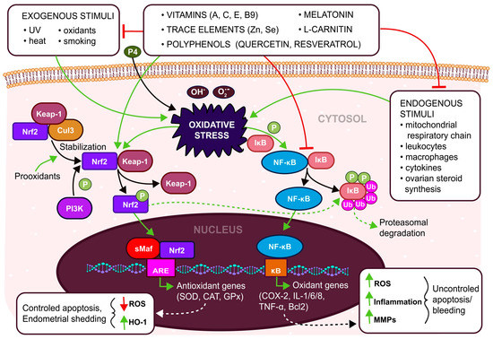 Antioxidants | Free Full-Text | The Importance of Natural Antioxidants ...