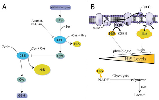 From Gasotransmitter to Immunomodulator: The Emerging Role of Hydrogen Sulfide in Macrophage Biology