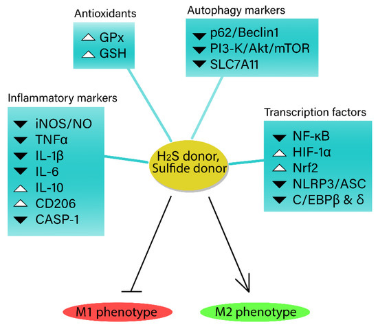 From Gasotransmitter to Immunomodulator: The Emerging Role of Hydrogen ...