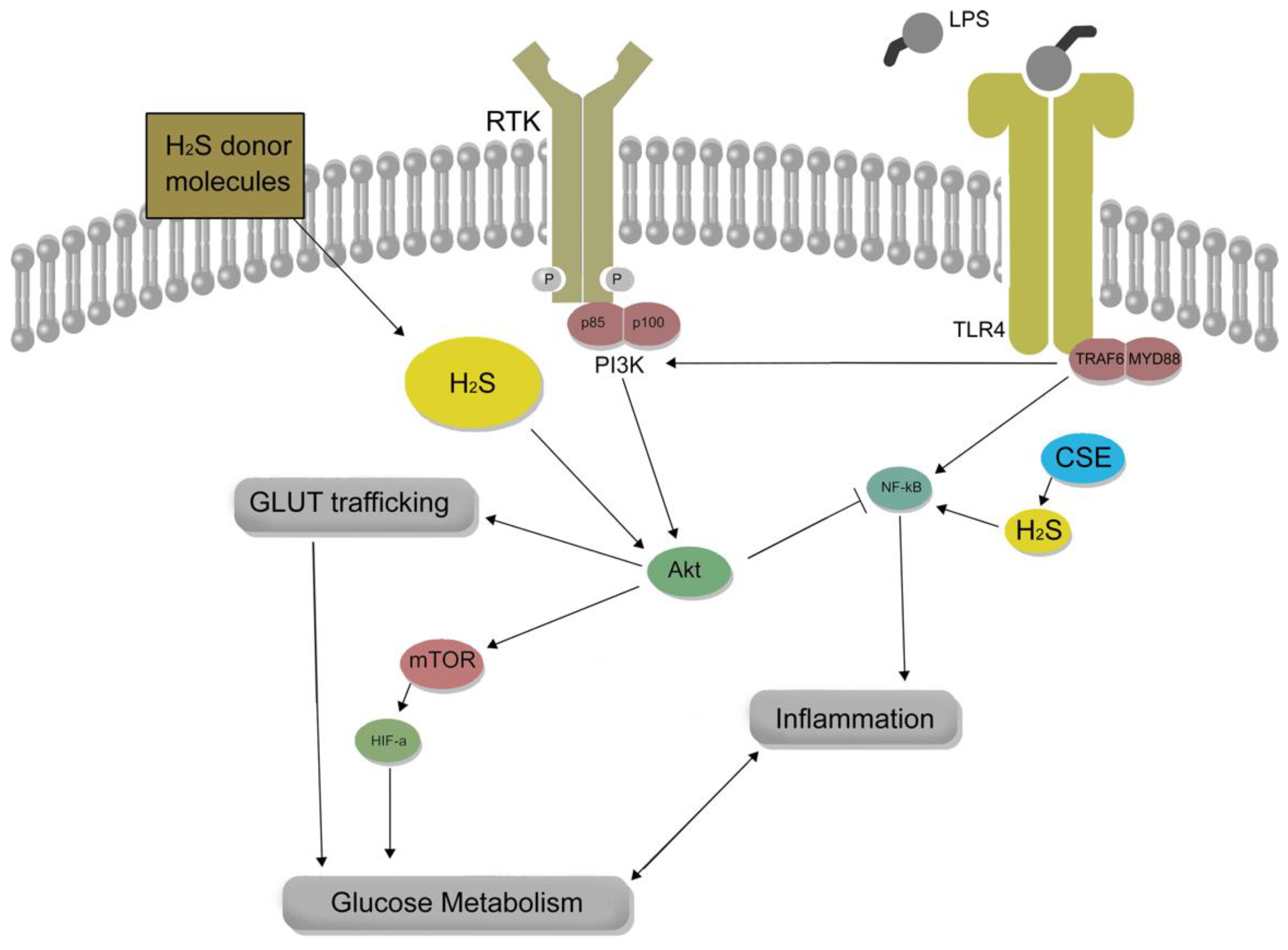 The Role Of Hydrogen Sulfide In Macrophage Biology Encyclopedia Mdpi