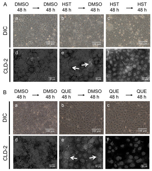 Pharmacologic Comparison of High-Dose Hesperetin and Quercetin on MDCK ...