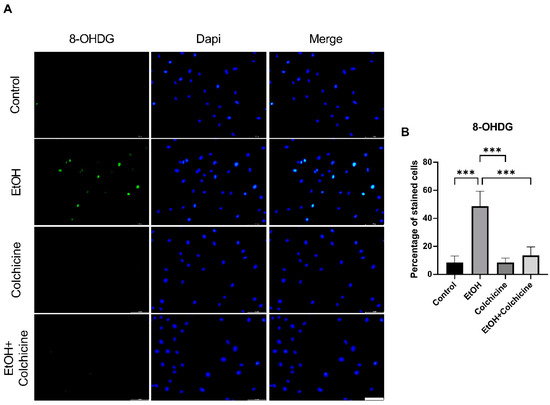 Colchicine Protects against Ethanol-Induced Senescence and Senescence ...