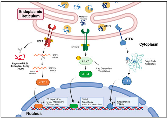 Unfolding the Interactions between Endoplasmic Reticulum Stress and Oxidative Stress