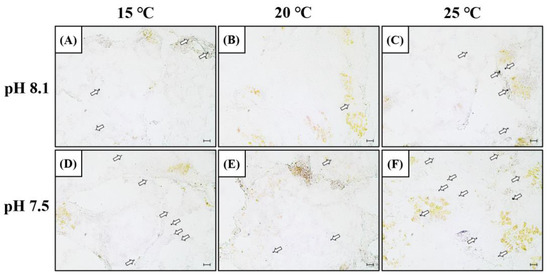 Oxidative Stress and Apoptosis in Disk Abalone (Haliotis discus hannai ...