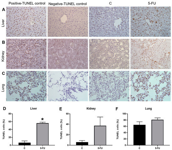 A Rodent Model of Human-Dose-Equivalent 5-Fluorouracil: Toxicity in the ...