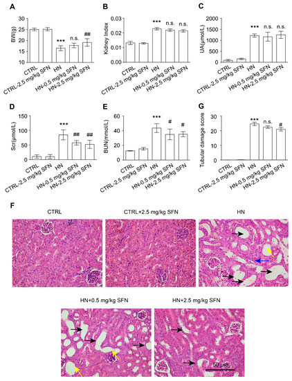 Activation of NRF2 Signaling Pathway Delays the Progression of Hyperuricemic Nephropathy by ...