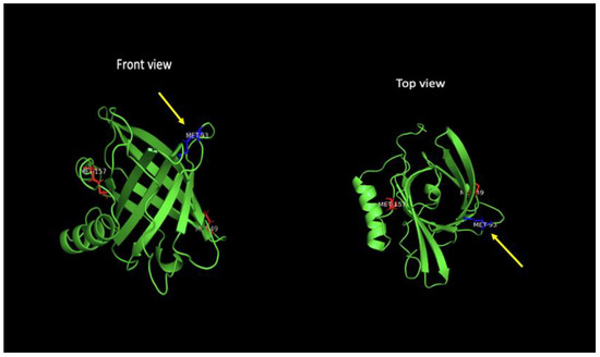 Apolipoprotein D in Oxidative Stress and Inflammation