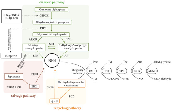 Tetrahydrobiopterin: Beyond Its Traditional Role as a Cofactor