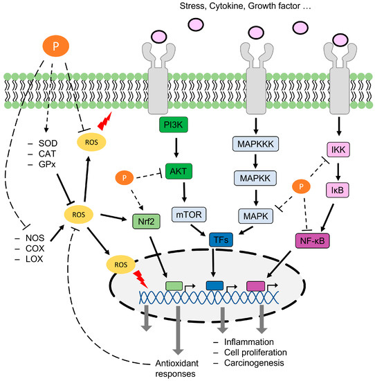 Advanced Delivery System of Polyphenols for Effective Cancer Prevention ...