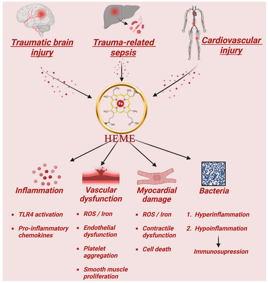 Heme: The Lord of the Iron Ring