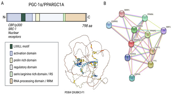 PGC-1α Is a Master Regulator of Mitochondrial Lifecycle and ROS Stress Response
