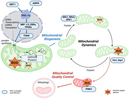 PGC-1α Is a Master Regulator of Mitochondrial Lifecycle and ROS Stress Response