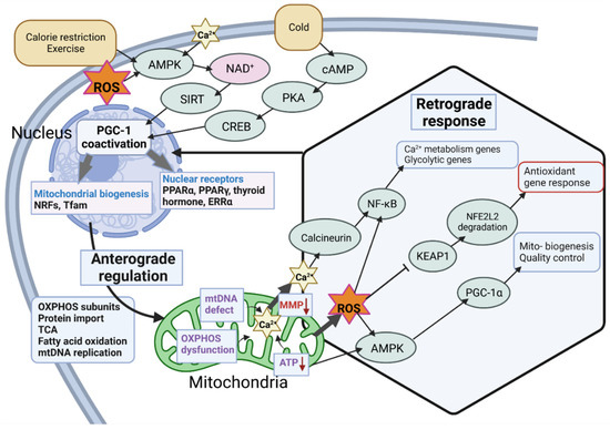 PGC-1α Is a Master Regulator of Mitochondrial Lifecycle and ROS Stress Response