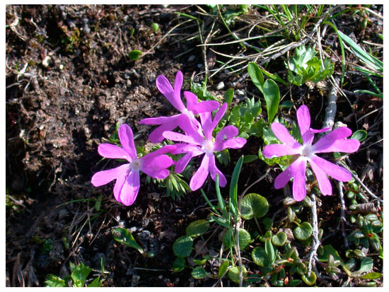 Heat Acclimation under Drought Stress Induces Antioxidant Enzyme ...