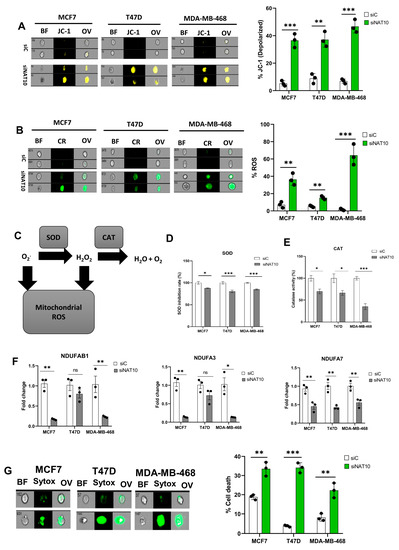 NAT10, an RNA Cytidine Acetyltransferase, Regulates Ferroptosis in ...