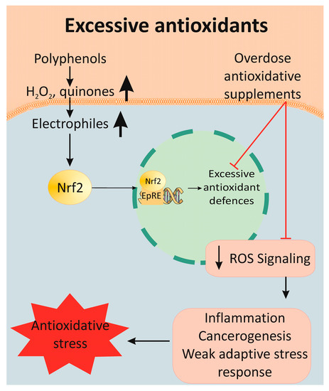 Oxidative Stress, Reductive Stress and Antioxidants in Vascular ...