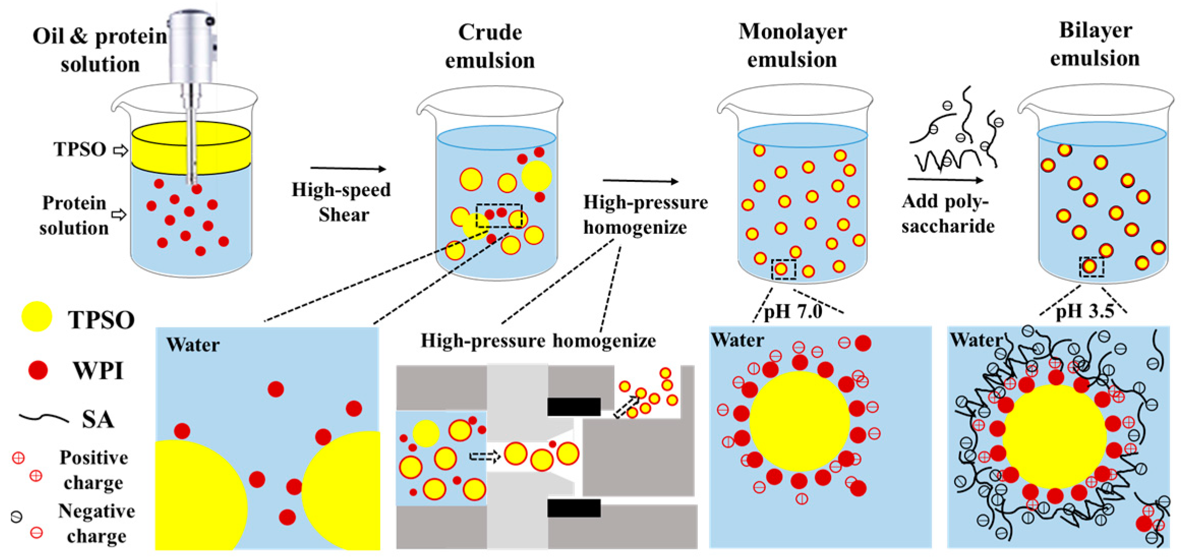 Enhancing the Stability and Bioaccessibility of Tree Peony Seed Oil ...