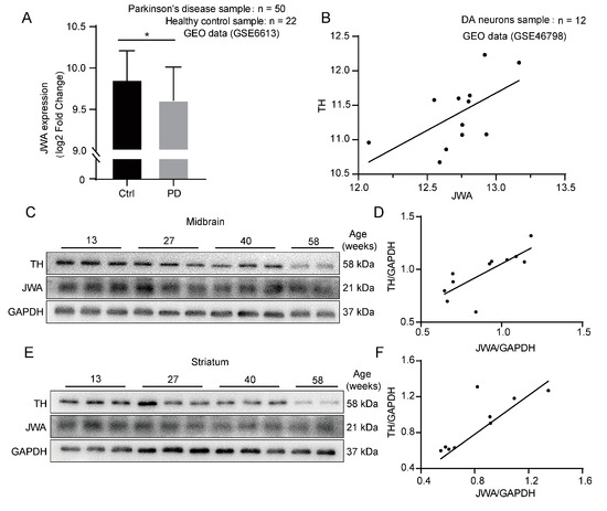 JAC4 Alleviates Rotenone-Induced Parkinson’s Disease through the ...