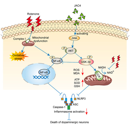JAC4 Alleviates Rotenone-Induced Parkinson’s Disease through the ...