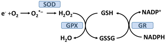 The Role of Natural Antioxidant Products That Optimize Redox Status in ...