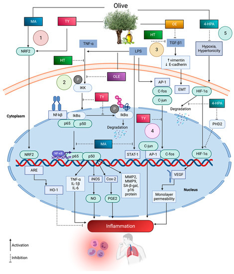 Role of Olive Bioactive Compounds in Respiratory Diseases