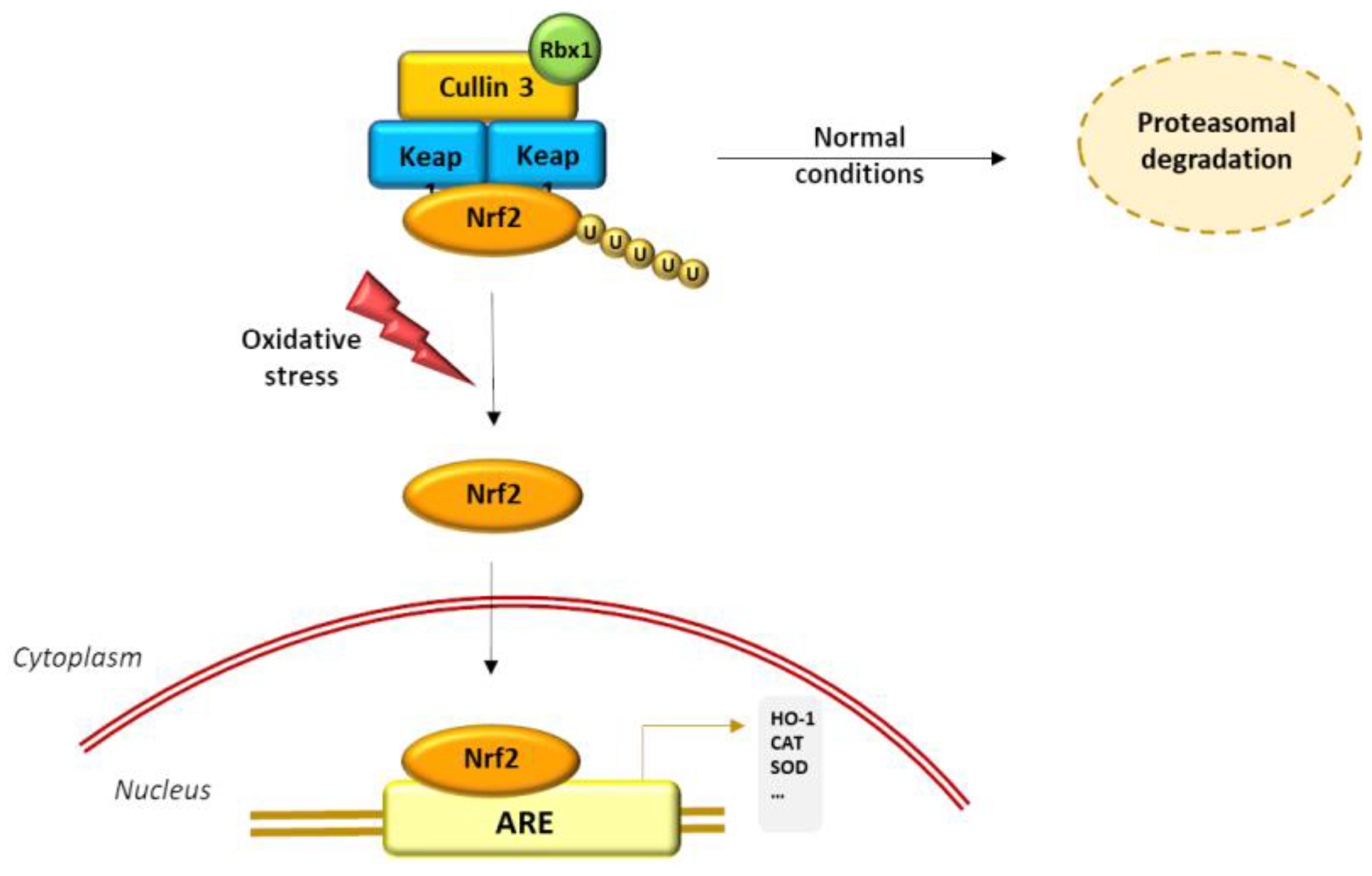 Nrf2-Mediated Antioxidant Defense and Thyroid Hormone Signaling: A ...