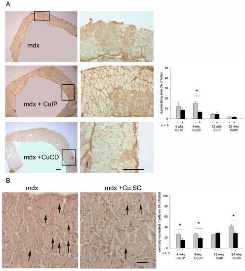 Antioxidants | Free Full-Text | Curcumin Administration Improves Force ...