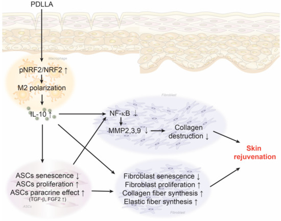 Poly-D,L-Lactic Acid Filler Increases Extracellular Matrix by ...