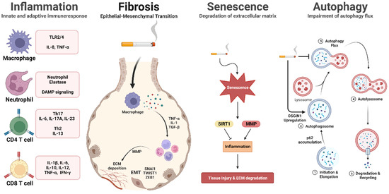 Cigarette Smoke-Induced Respiratory Response: Insights into Cellular ...