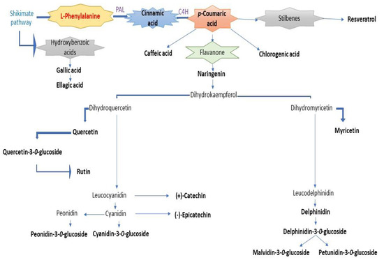 The Influence of Melatonin Treatment in the Vinification of Feteasca ...