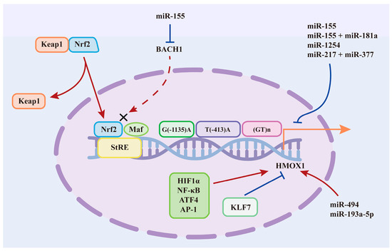 Cytoprotective Role of Heme Oxygenase-1 in Cancer Chemoresistance: Focus on Antioxidant ...