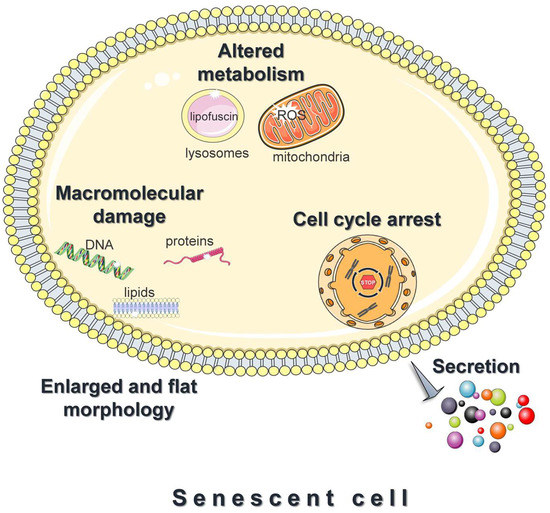 Antioxidants | Free Full-Text | Oxidative Stress-Induced Cellular ...
