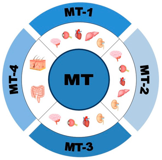 Metallothioneins, a Part of the Retinal Endogenous Protective System in ...