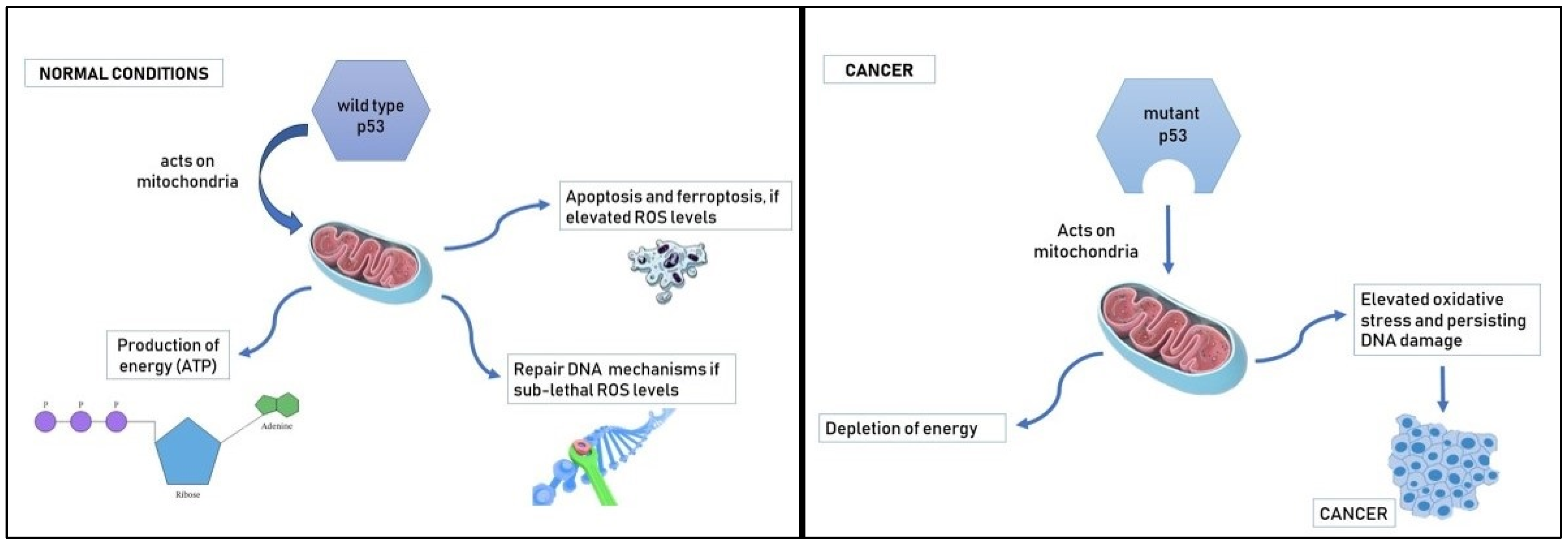 Antioxidants Free Full Text Gender Differences In Oxidative Stress