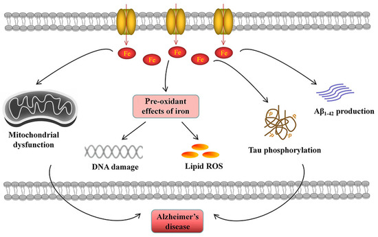 Brain Iron Metabolism, Redox Balance and Neurological Diseases