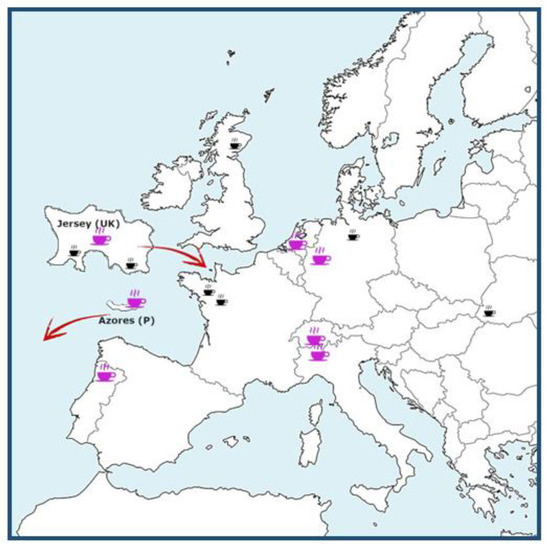 Comparative Analysis of Hot and Cold Brews from Single-Estate Teas ...