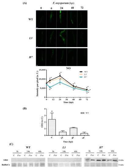 Nitric Oxide and Globin Glb1 Regulate Fusarium oxysporum Infection of ...