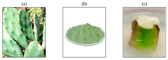 The Cactus (Opuntia ficus-indica) Cladodes and Callus Extracts: A Study ...