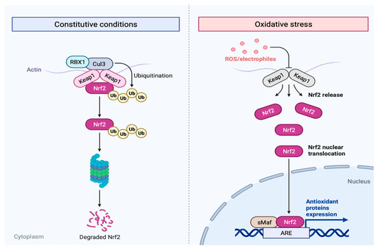 Antioxidants Free Full Text Roles Of Oxidative Stress And Nrf2