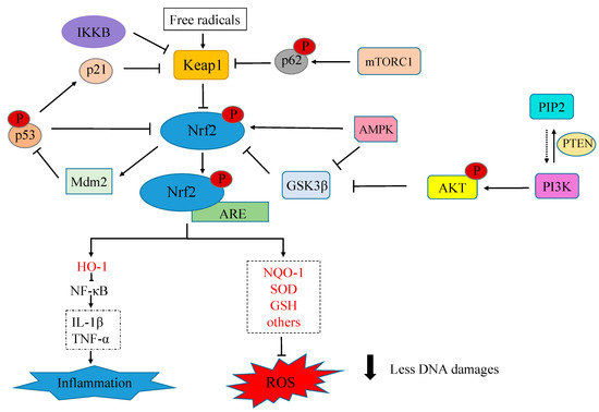 Antioxidants Free Full Text Roles Of Oxidative Stress And Nrf2