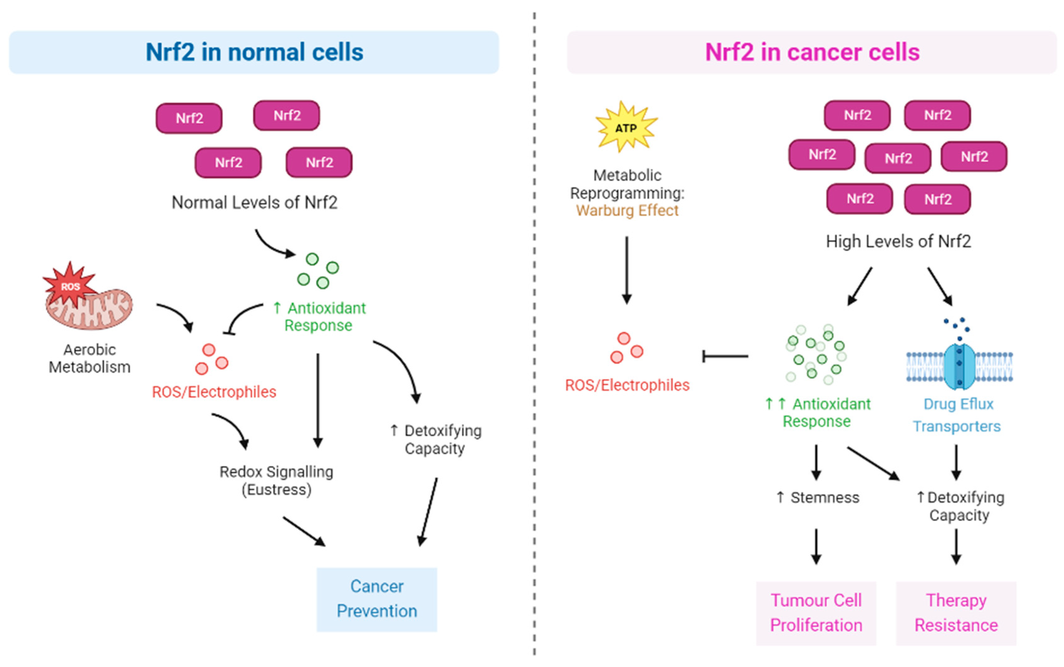 Antioxidants | Free Full-Text | Roles of Oxidative Stress and Nrf2 Signaling in Pathogenic and ...