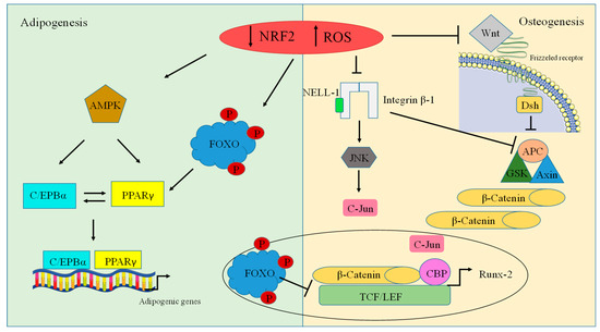 Antioxidants Free Full Text Roles Of Oxidative Stress And Nrf2