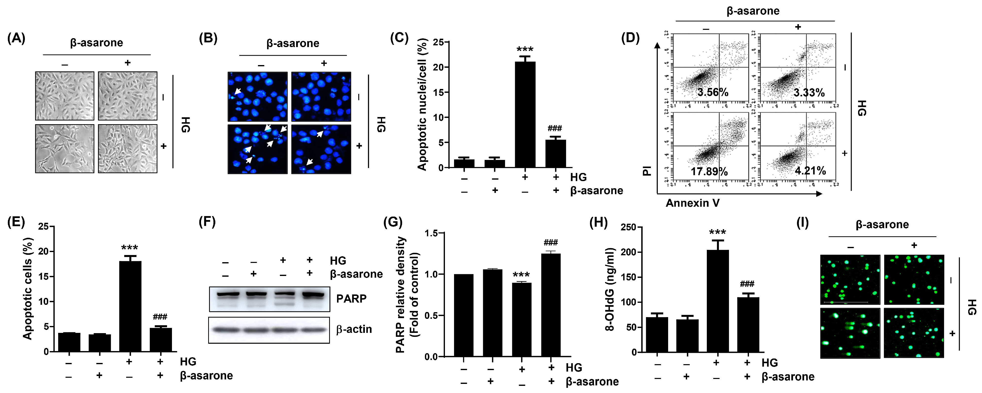 β-Asarone Alleviates High-Glucose-Induced Oxidative Damage via ...