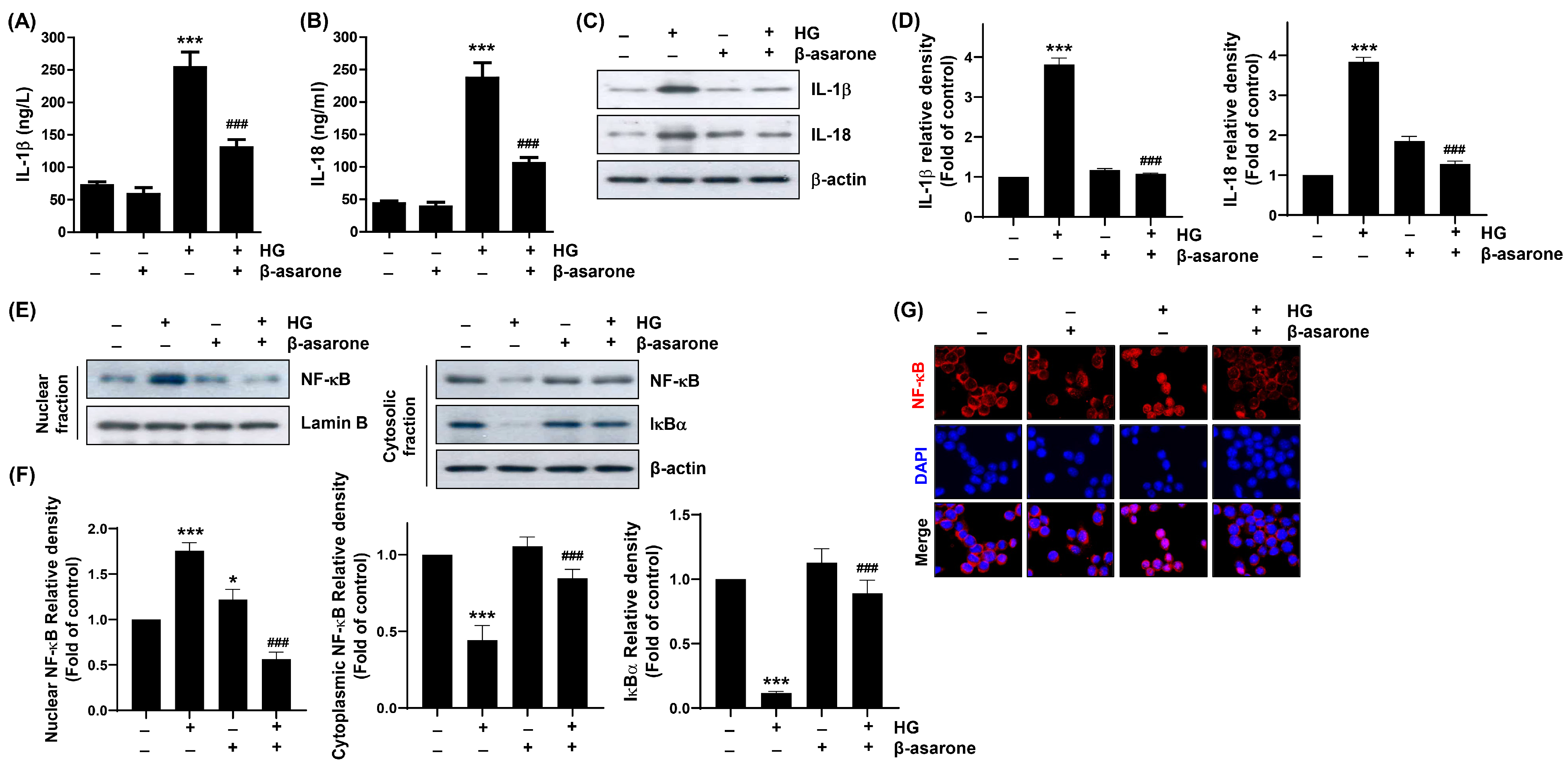 β-Asarone Alleviates High-Glucose-Induced Oxidative Damage via ...