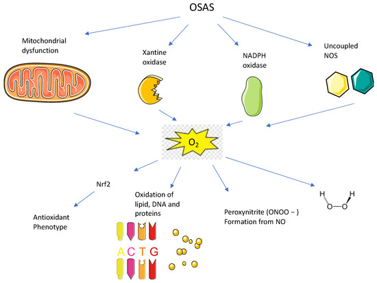 Oxidative Stress in Obstructive Sleep Apnea Syndrome: Putative Pathways ...