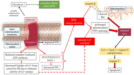 Oxidative Stress: A Suitable Therapeutic Target for Optic Nerve Diseases?