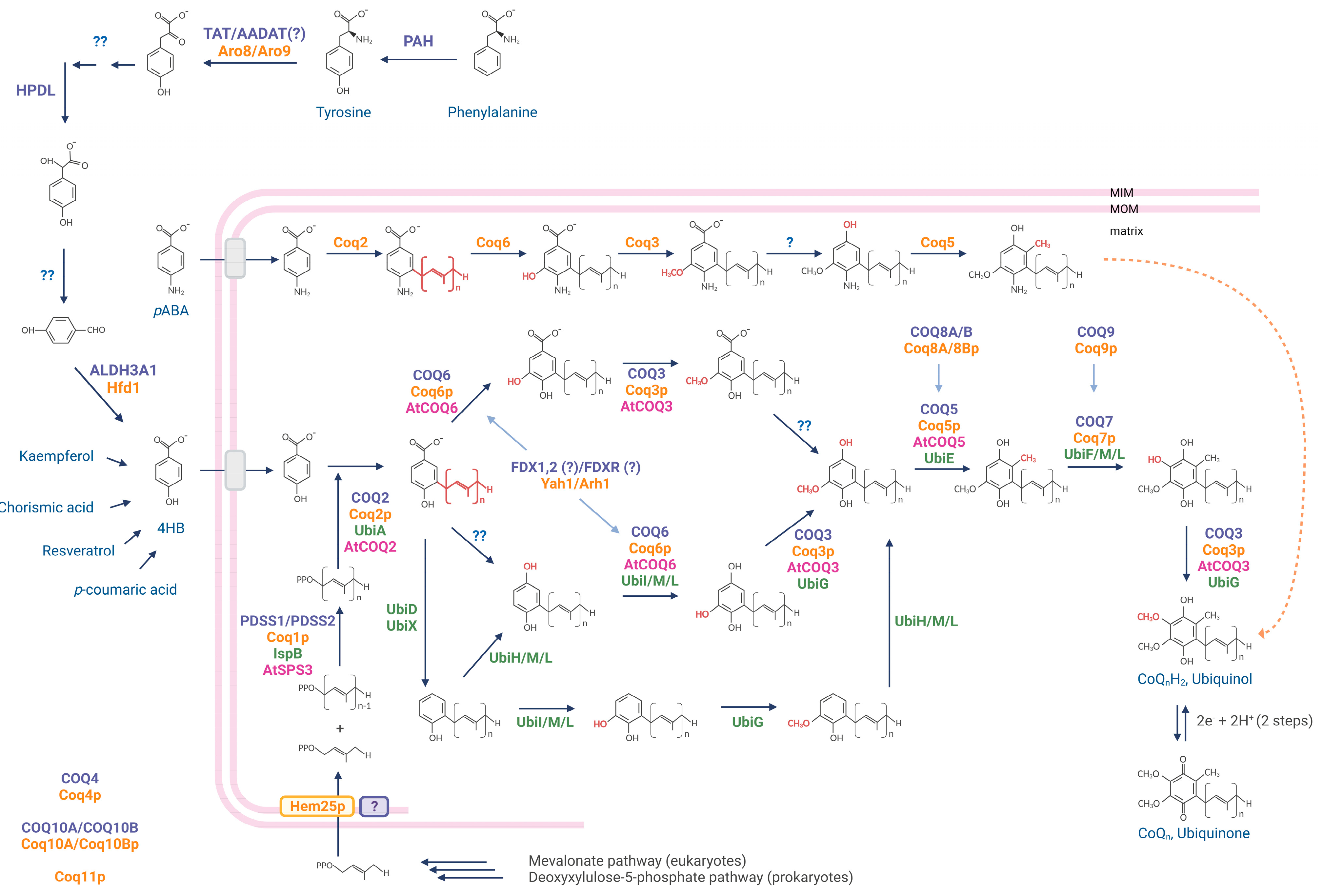Biosynthesis, Deficiency, and Supplementation of Coenzyme Q