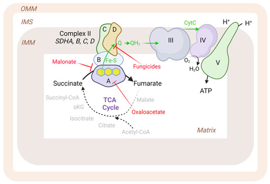 Complex II Biology in Aging, Health, and Disease