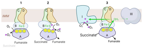 Complex II Biology in Aging, Health, and Disease