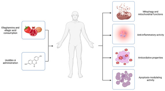 Antioxidants | Free Full-Text | Urolithin A in Health and Diseases ...